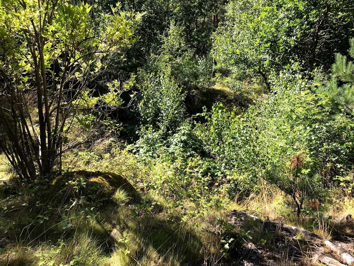 Fångstgrop i Rälla tall