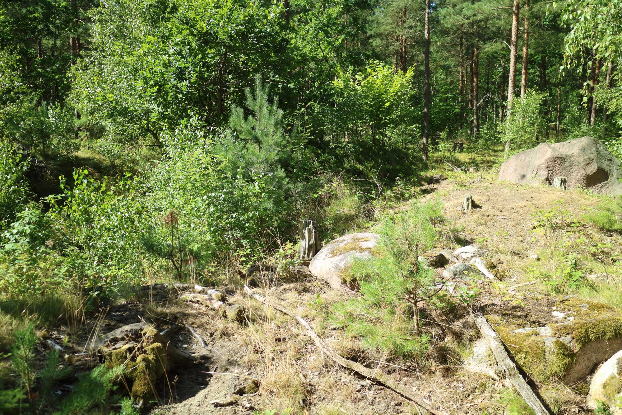 Fångstgrop i Rälla tall