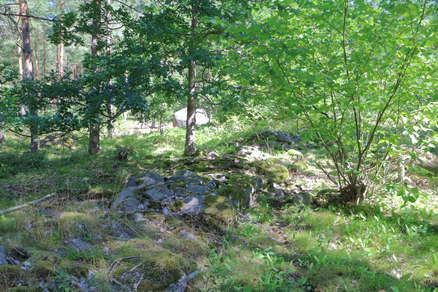 Fångstgrop i Rälla tall