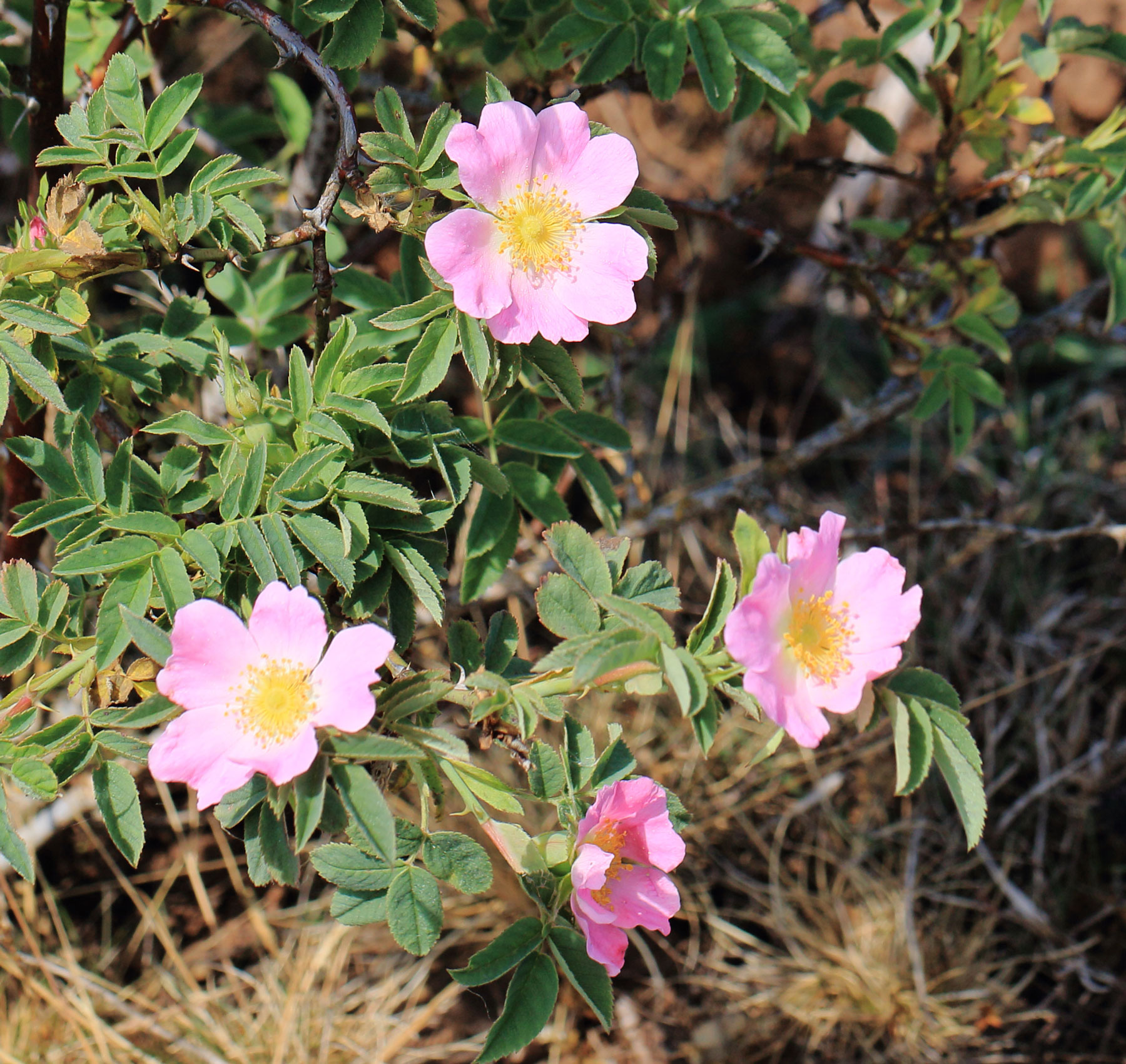 Stenros och nyponros
