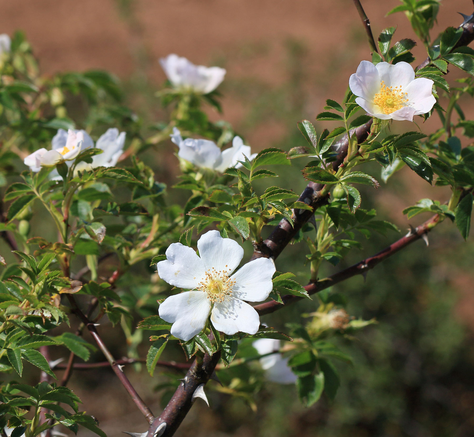 Stenros och nyponros
